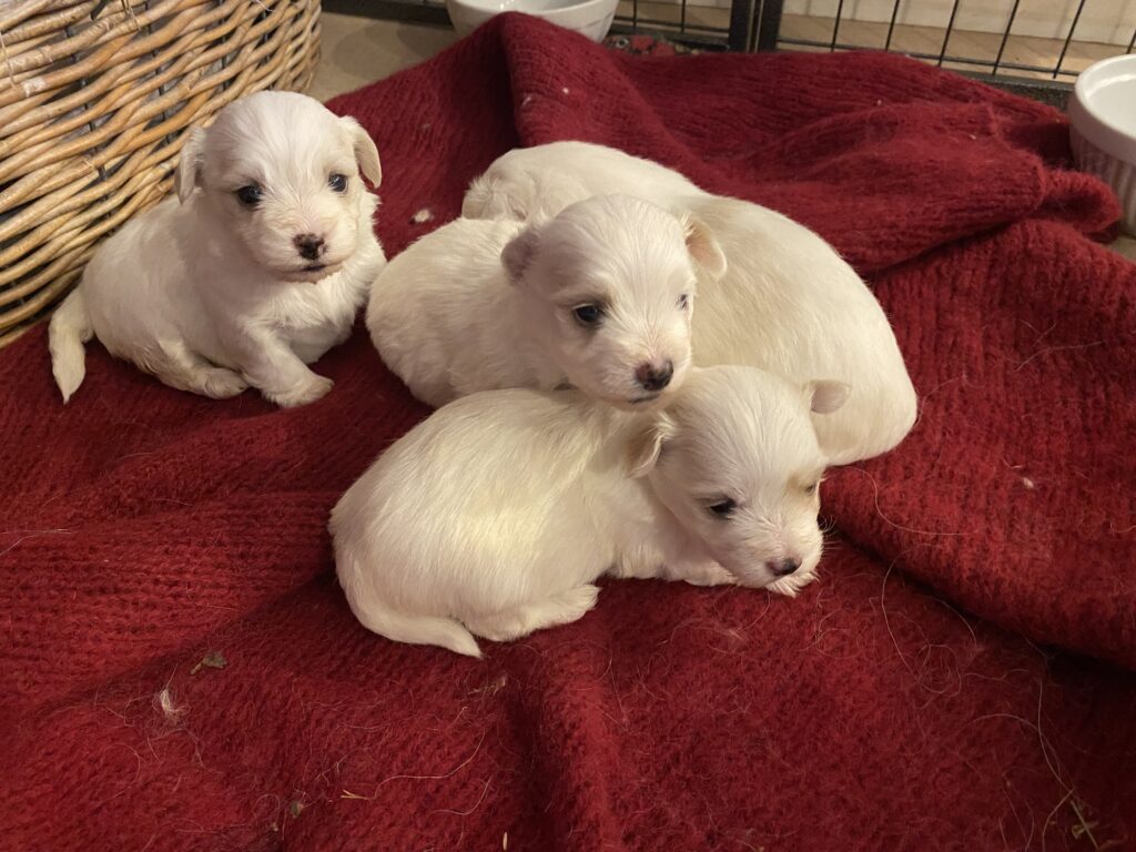 Uncategorized Arkiv - Lærkelyst